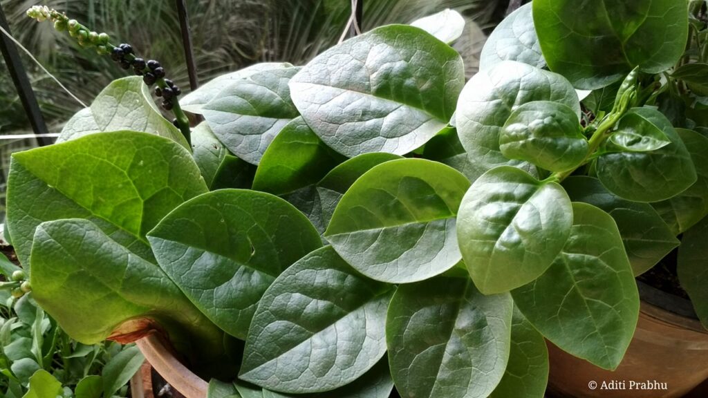 Malabar Spinach/Mayalu: Its Amazing Nutritional Benefits ...
