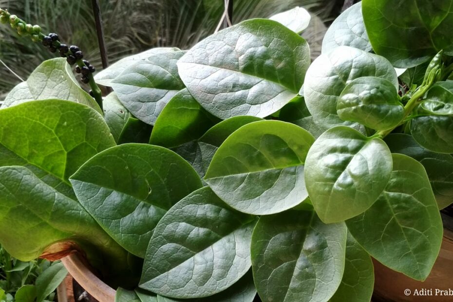 Main Course Meals Archives - Nutritionist Aditi Prabhu