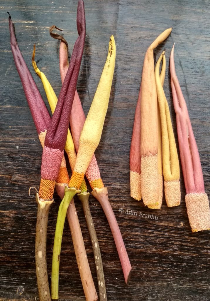 All About The Wild Dragon Stalk Yam (Shevala/Shevla) - Nutritionist ...