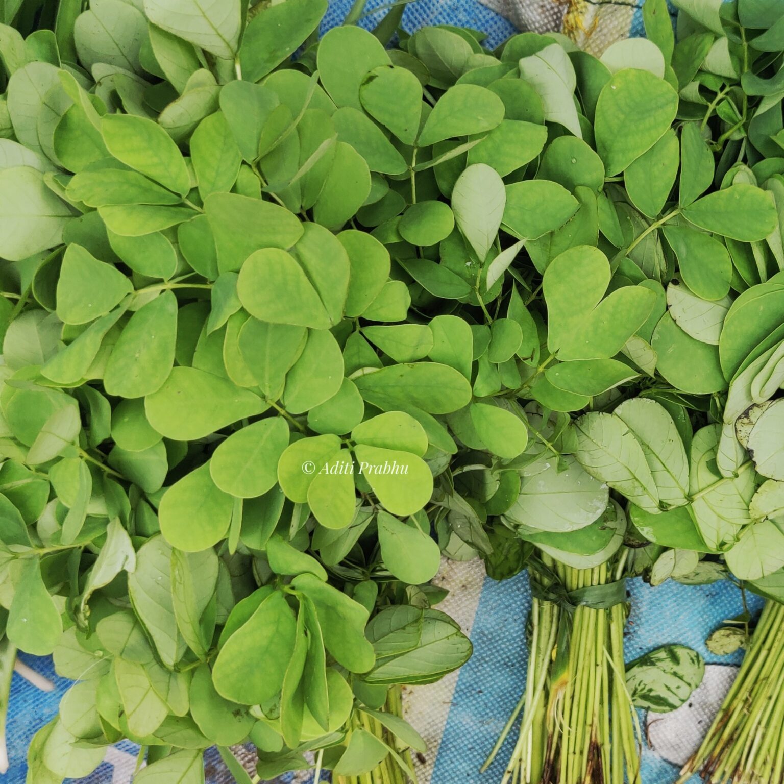 Takla (Cassia Tora): Wild Monsoon Superfood - Nutritionist Aditi Prabhu