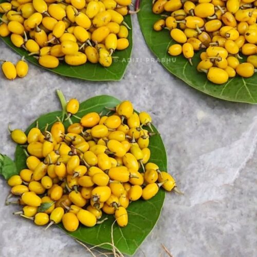Khirni / Rayan: The Forgotten Yellow Berry - Nutritionist Aditi Prabhu